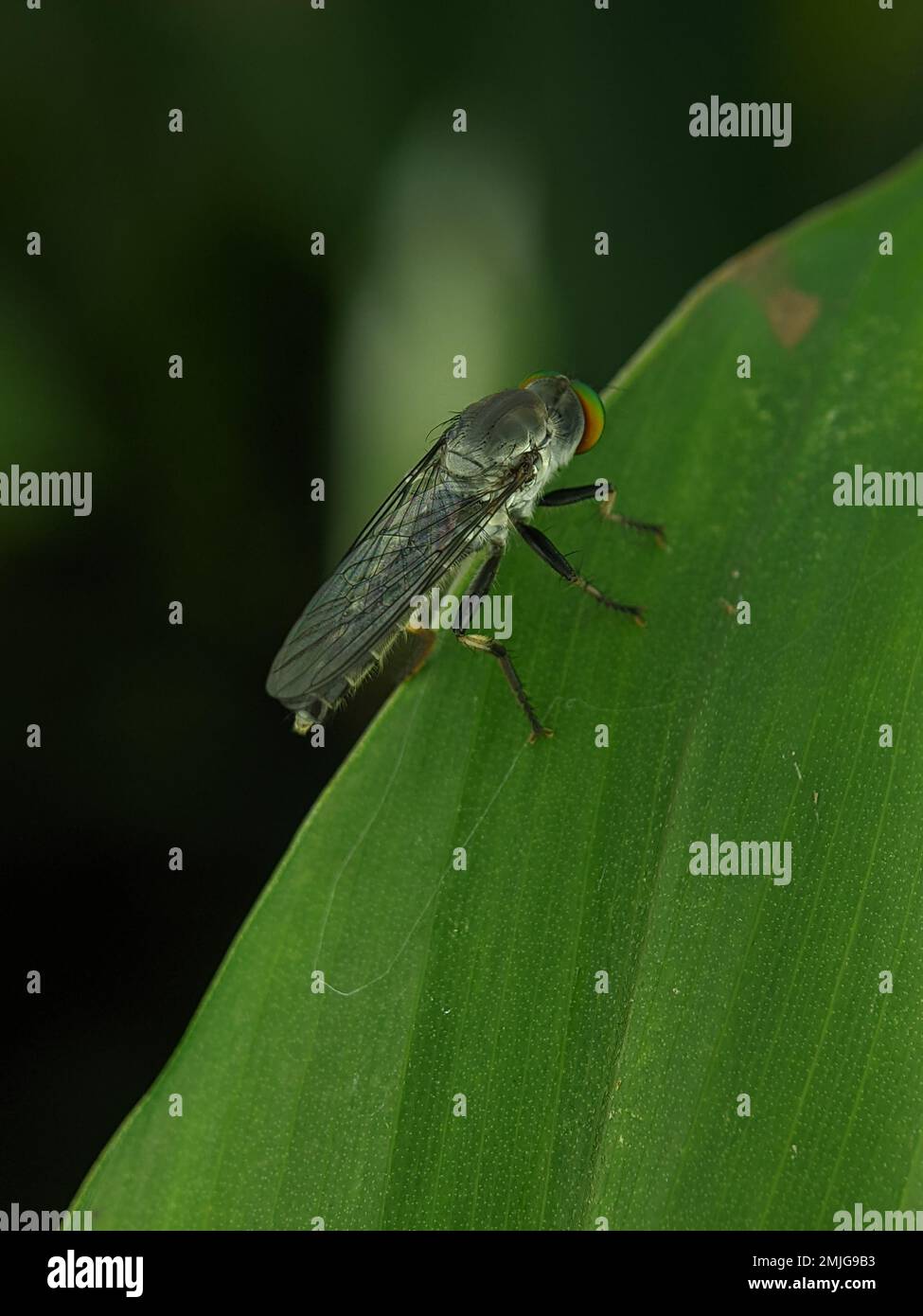 Robber flies on a green leaf. Ommatius is a genus of robber flies Stock ...