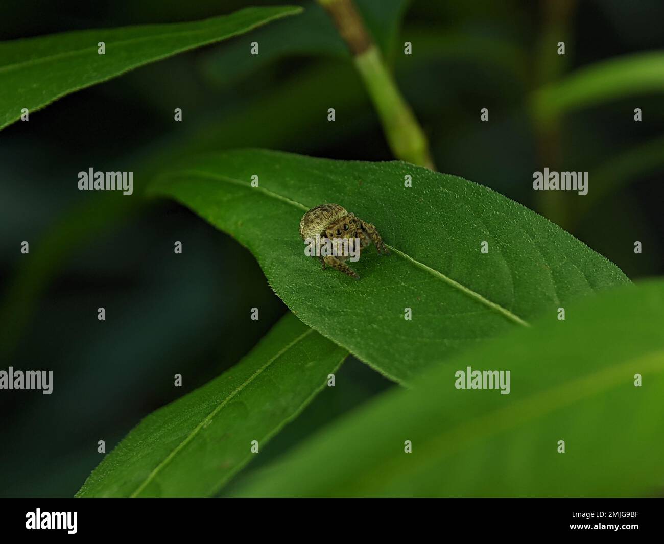 Jumping spider Euophrys frontalis. The Euophrys frontalis is a genus of ...