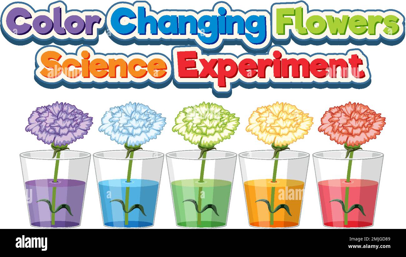 Color Changing Flowers Science Experiment illustration Stock Vector ...