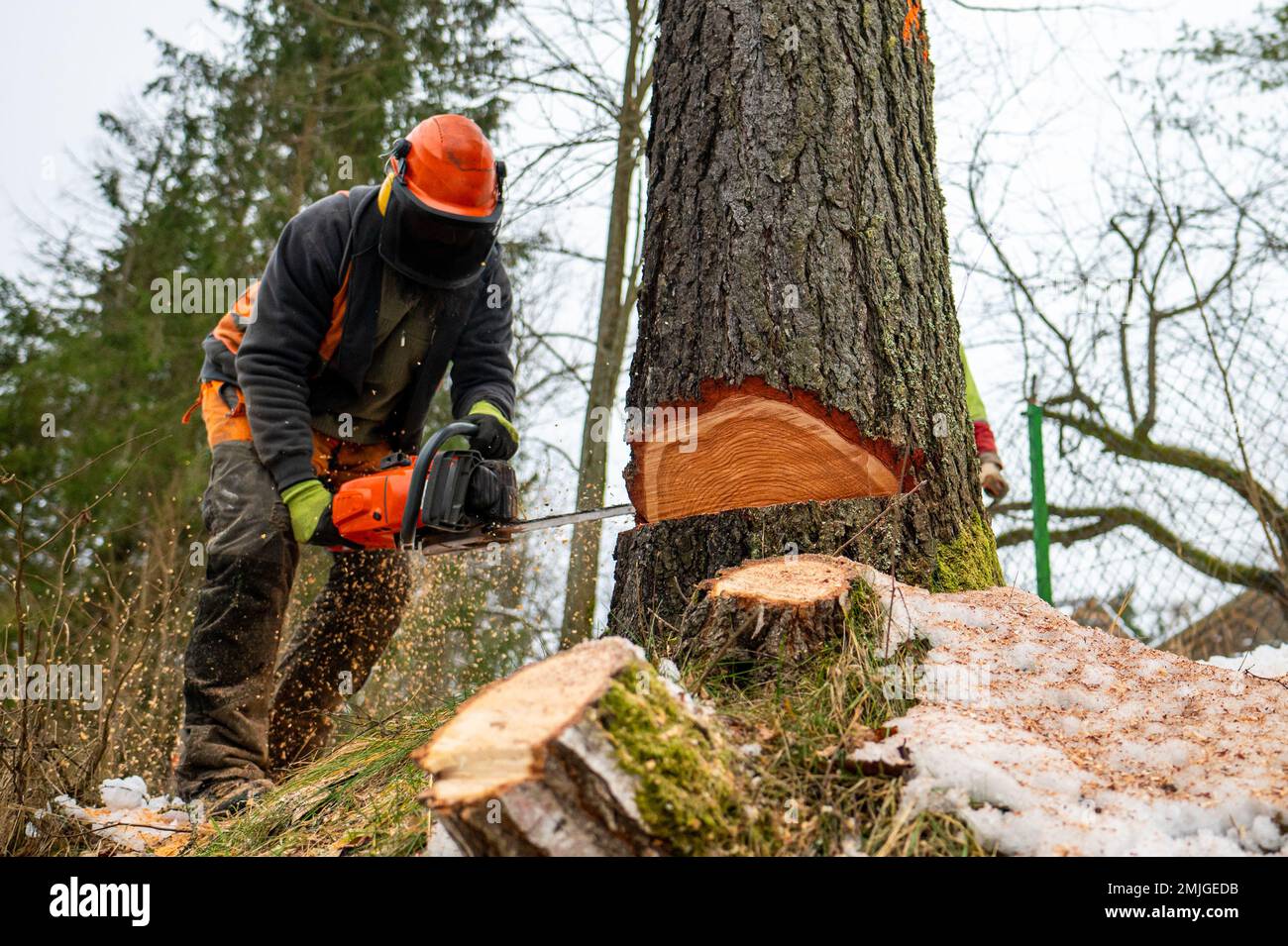 Timber cutting hi-res stock photography and images - Alamy