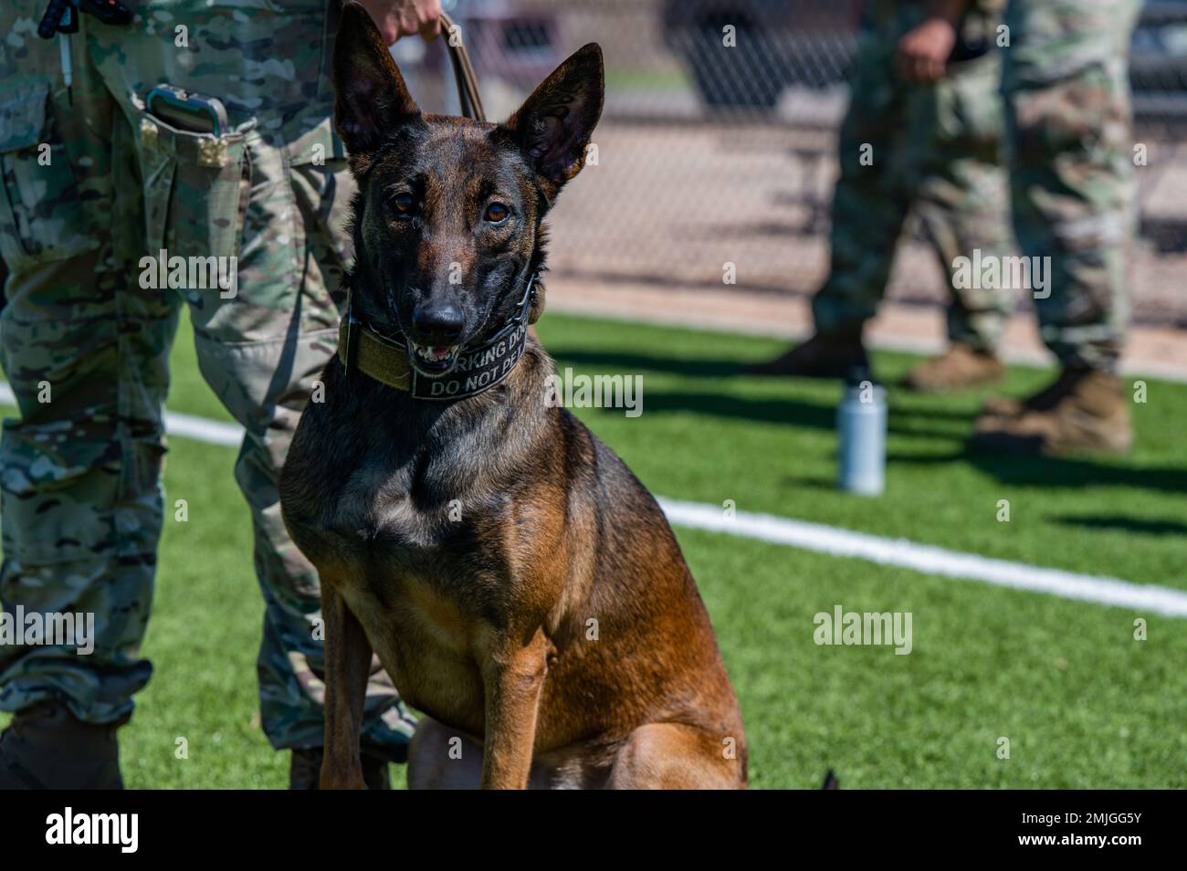 Foster puppies hi-res stock photography and images - Alamy