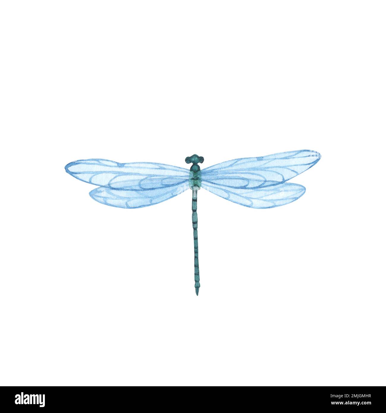 Blue Dragonfly Dragonfly with detailed wings isolated on white ...