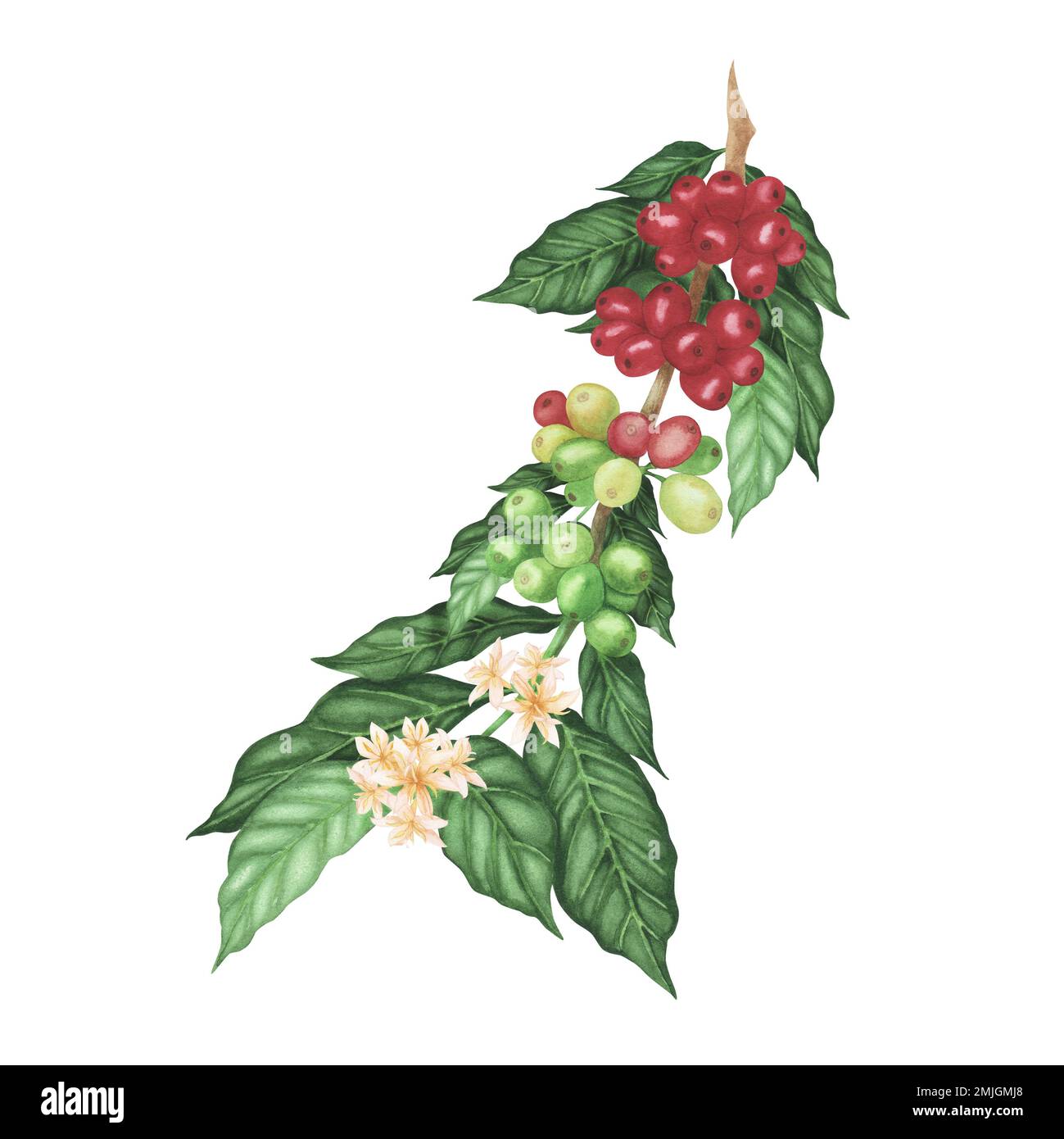 Coffee plant branch with Red and green arabica beans and flowers ...