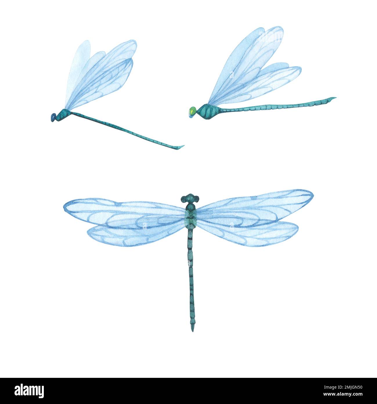Set Green Dragonfly Dragonfly with detailed wings isolated on white ...