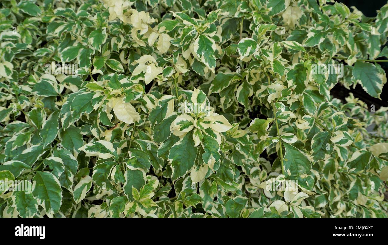 Closeup of decorative yellow green Euonymus fortune plant. Known as ...