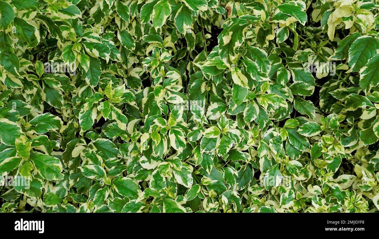 Closeup of decorative yellow green Euonymus fortune plant. Known as ...