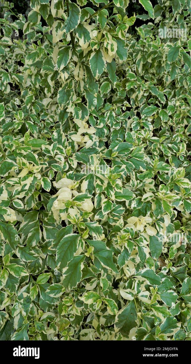 Closeup of decorative yellow green Euonymus fortune plant. Known as ...