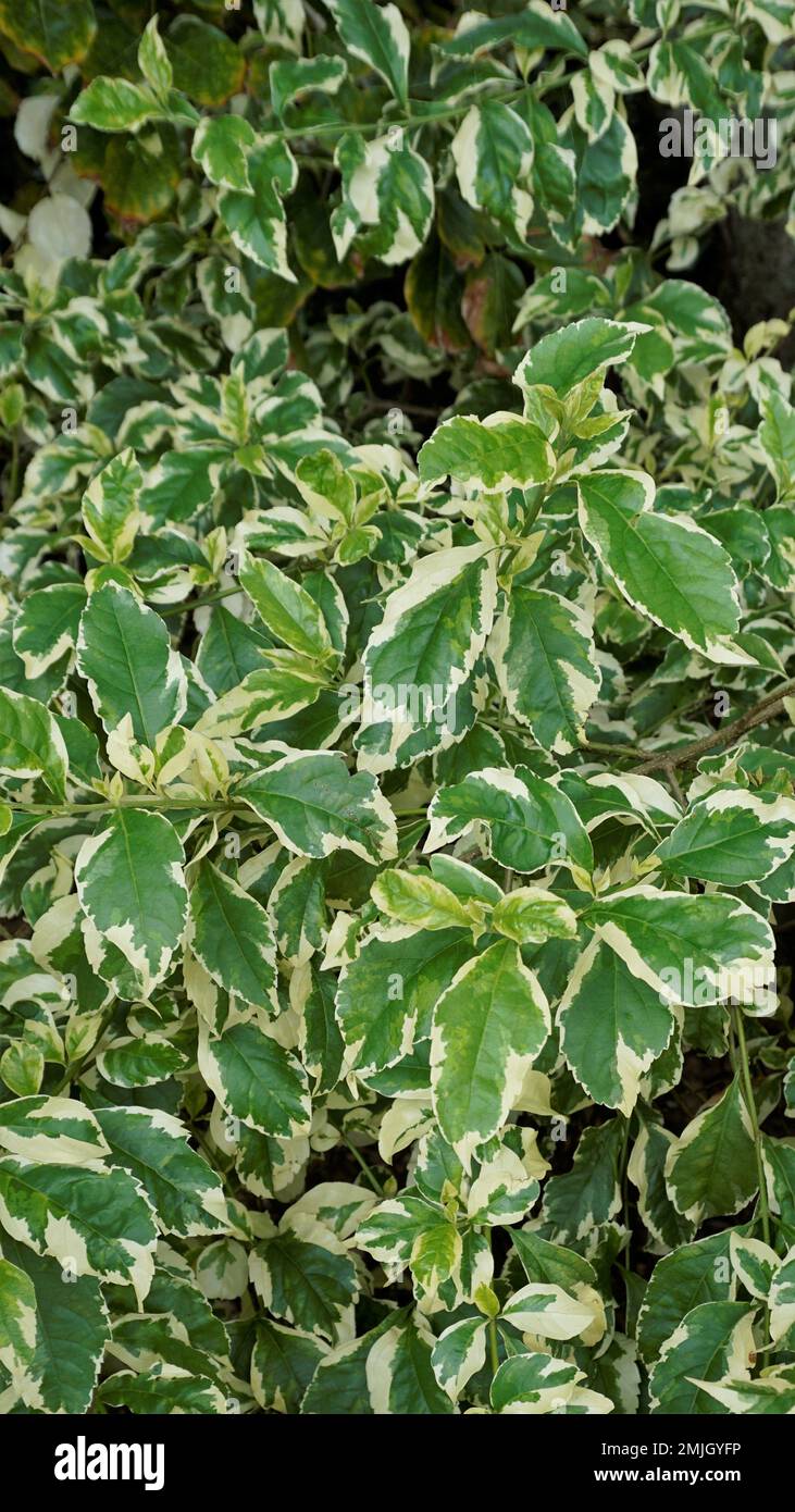 Closeup of decorative yellow green Euonymus fortune plant. Known as ...