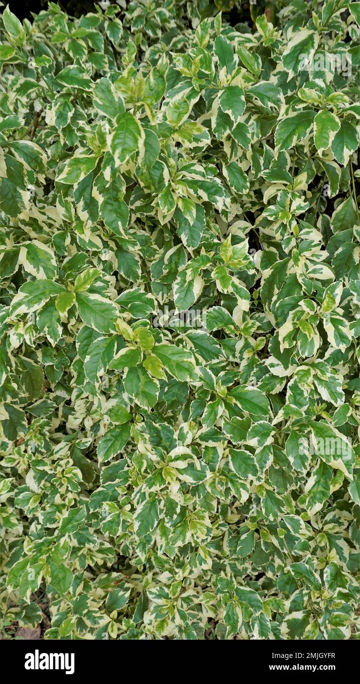 Closeup of decorative yellow green Euonymus fortune plant. Known as ...