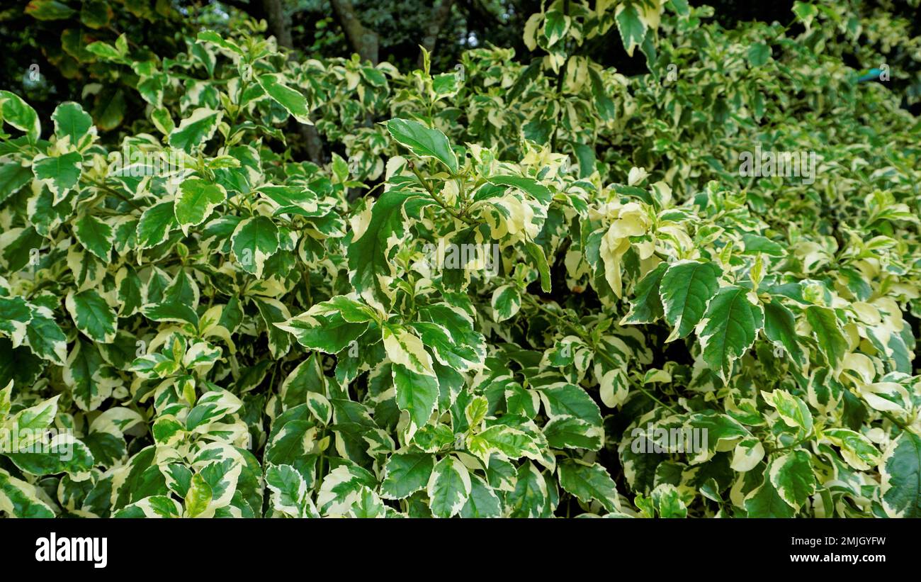 Closeup of decorative yellow green Euonymus fortune plant. Known as ...