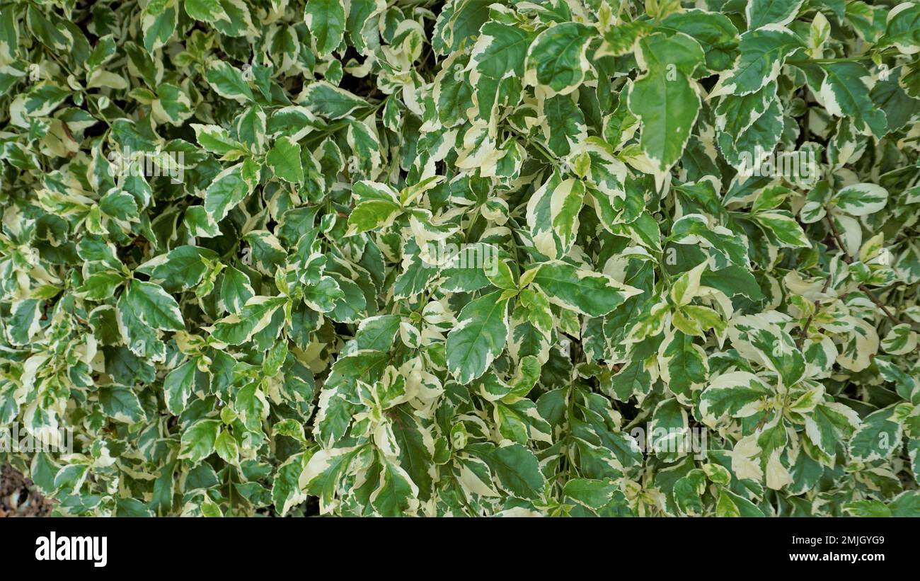 Closeup of decorative yellow green Euonymus fortune plant. Known as ...