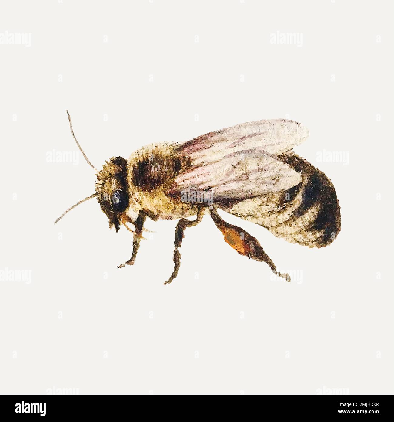 Vintage bee illustration vector Stock Vector Image & Art - Alamy