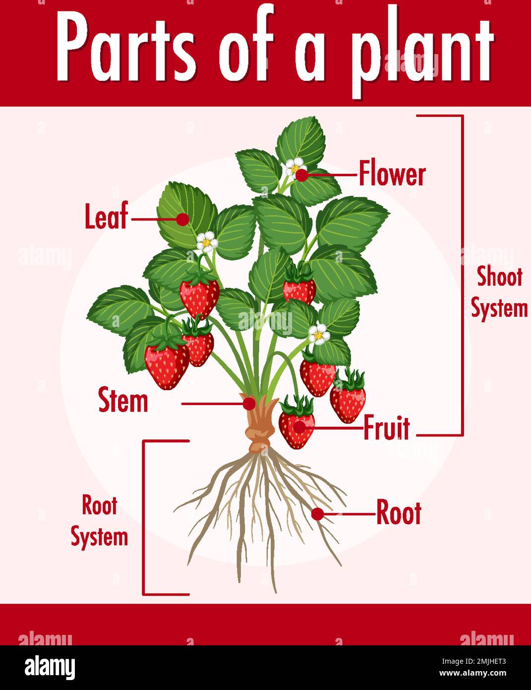 Parts Of A Plant Clipart