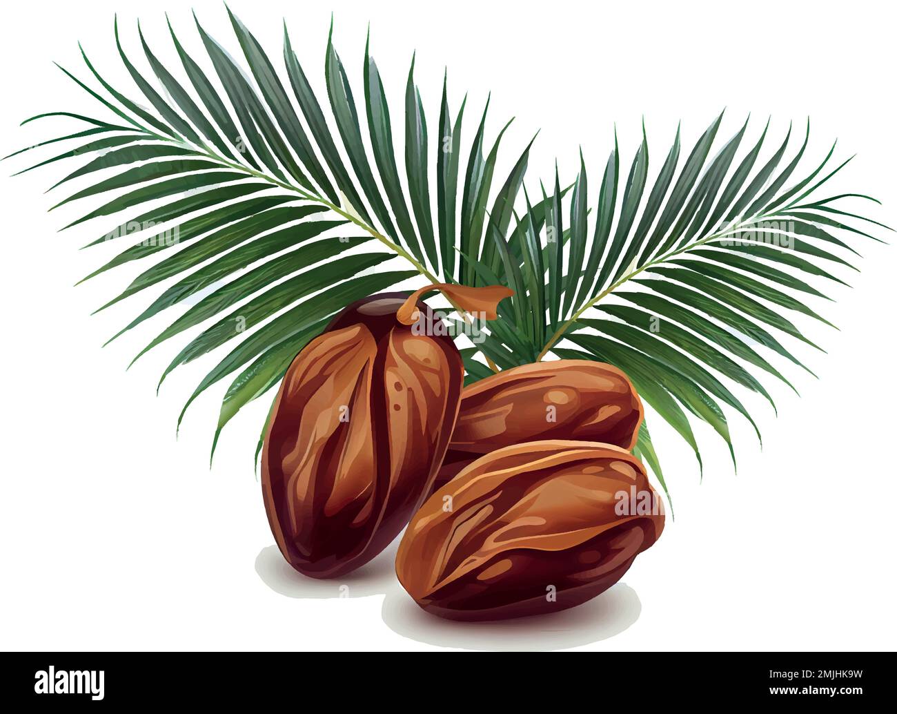 Ink drawn dates with leaves. Design with date palm leaves and ripe ...