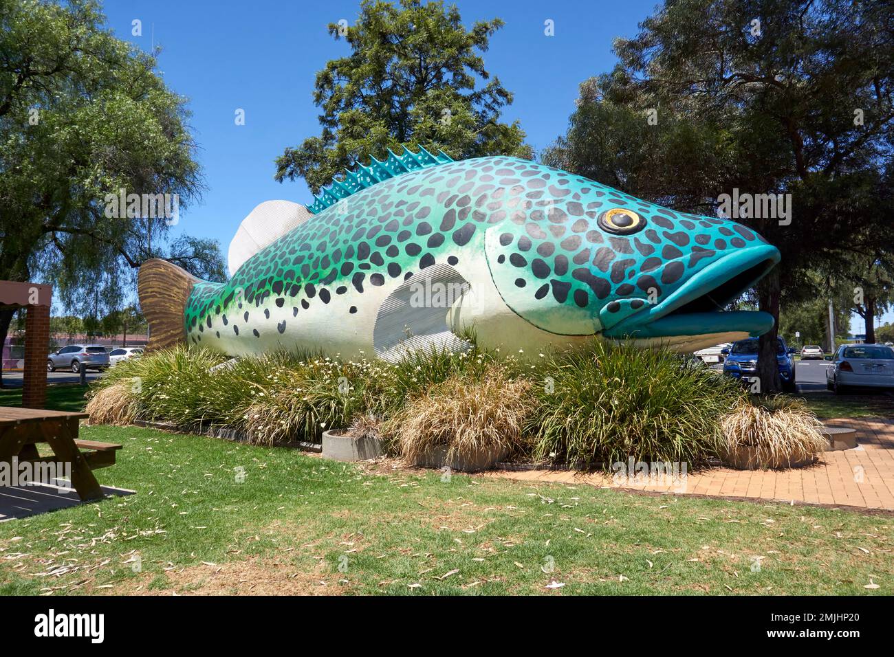 The big murray cod hi-res stock photography and images - Alamy