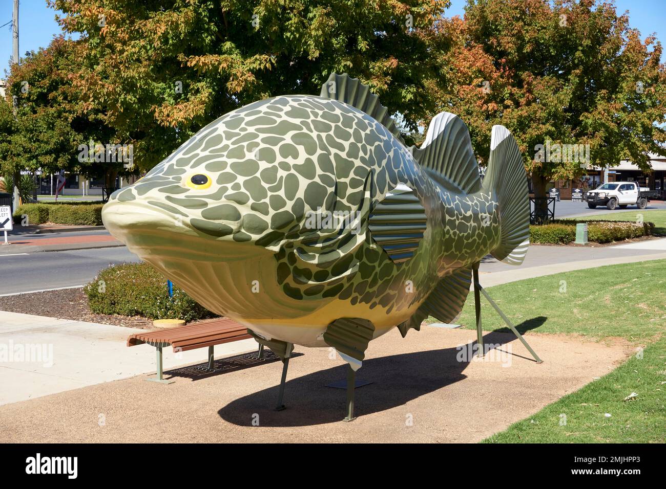 The big murray cod hi-res stock photography and images - Alamy