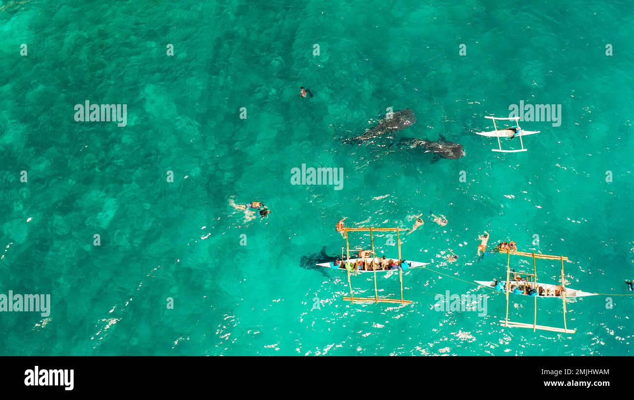 Place to snorkel and scuba drive and whale shark watching, top view ...