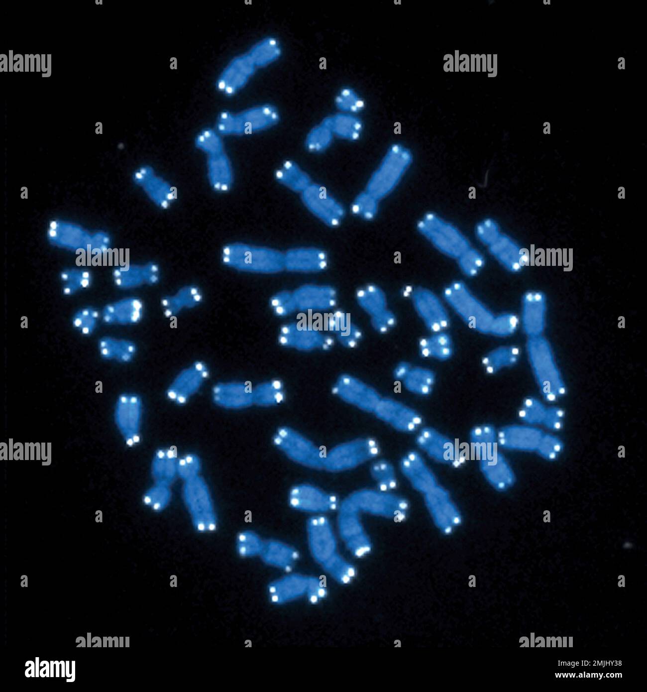 This microscope image shows the 46 human chromosomes, blue, with ...