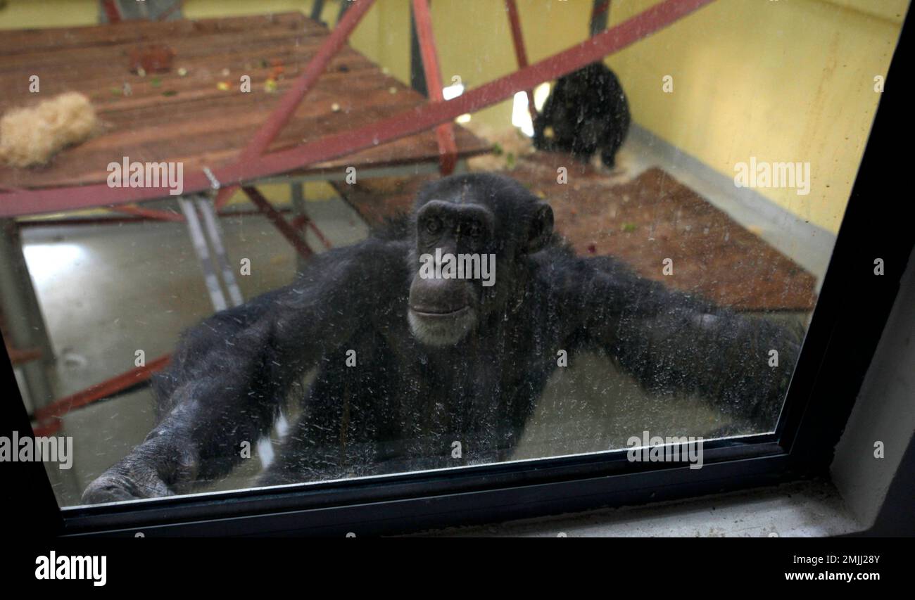 Koko, the chimpanzee looks out from the window of a special compartment ...