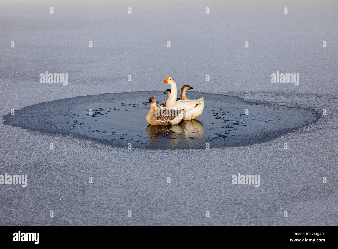 Puddle habitat hi-res stock photography and images - Alamy