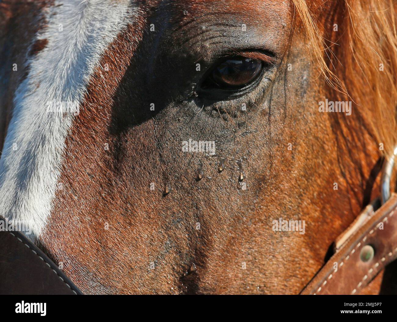 Sweat rolls down the face of a saddle bronc horse as it waits for its ...