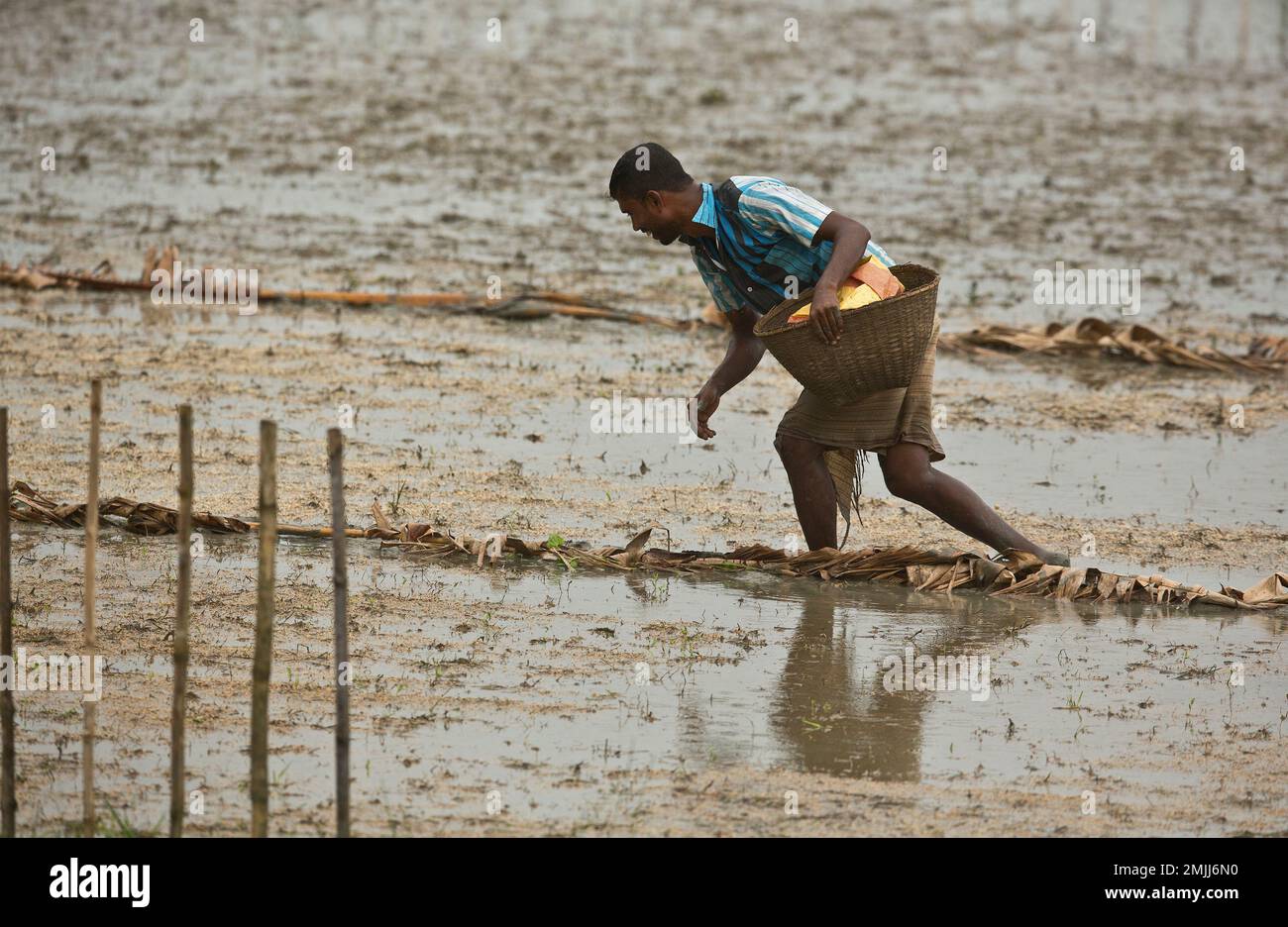 An Indian farmer works in a paddy field on the outskirts of Gauhati, India, Wednesday, July 10 ...