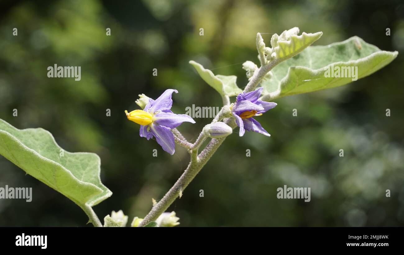 Beautiful flowers of Red Pea Eggplant. Botanical name is Solanum ...