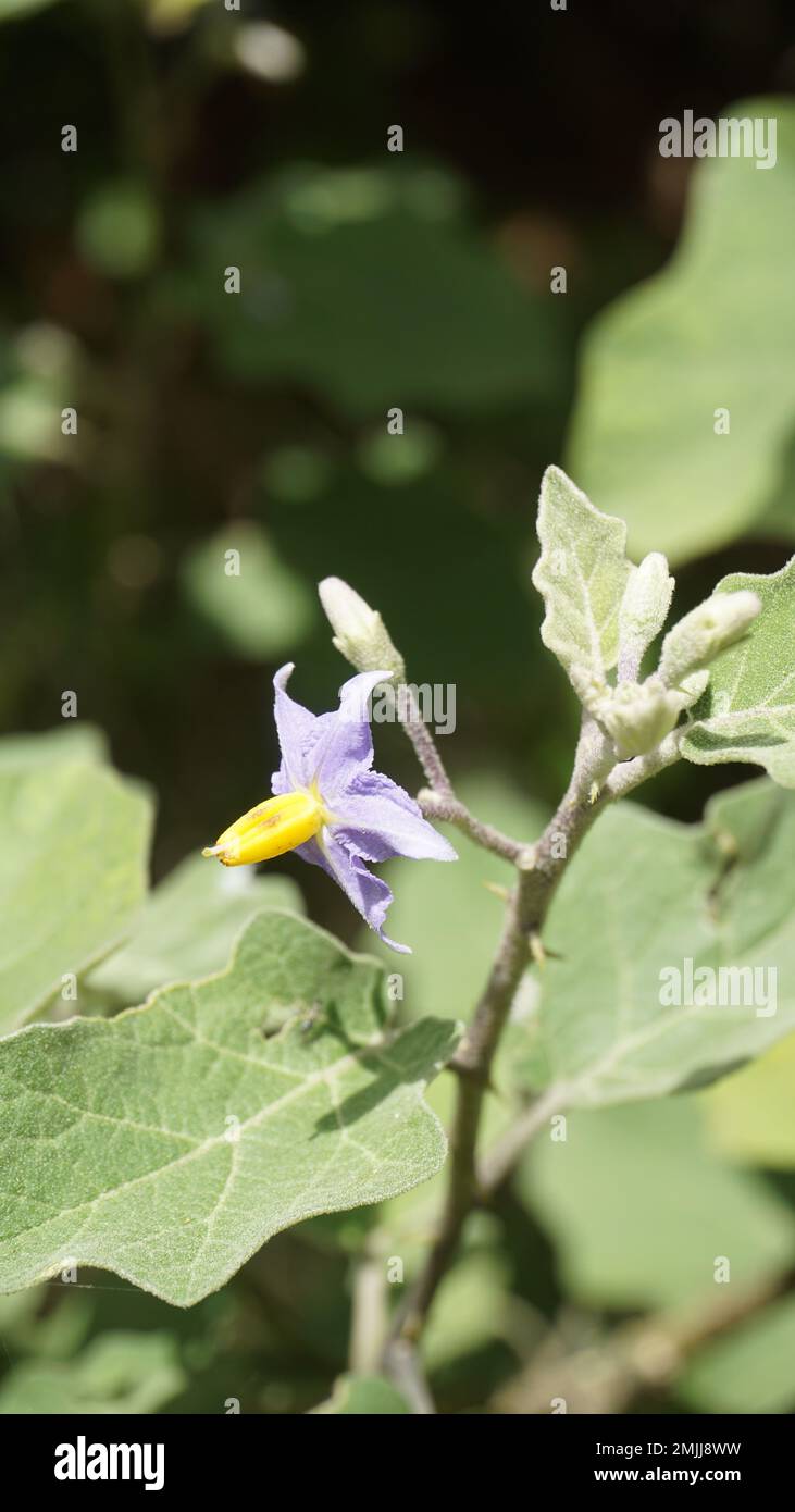 Solanum Trilobatum