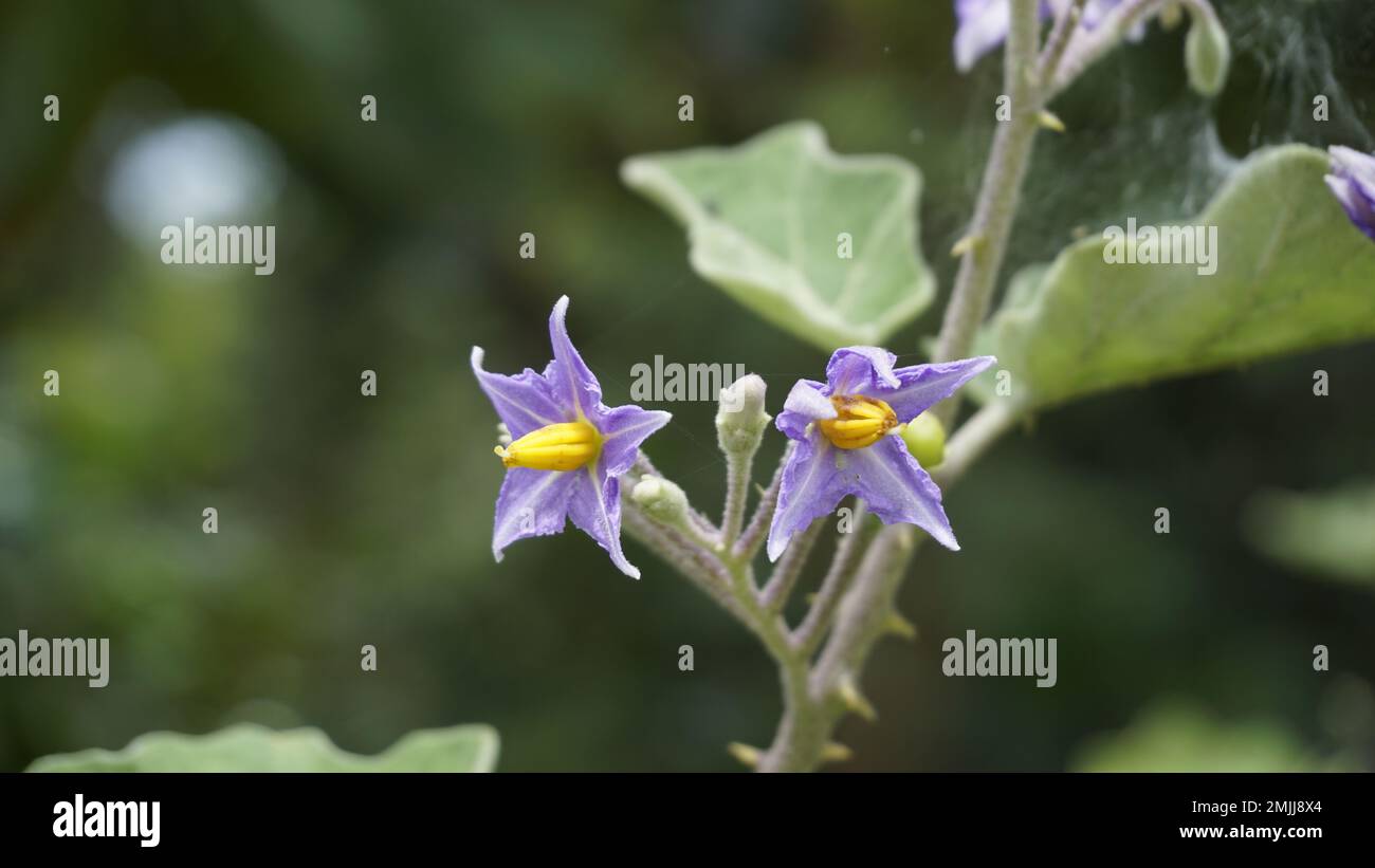 Solanum Trilobatum