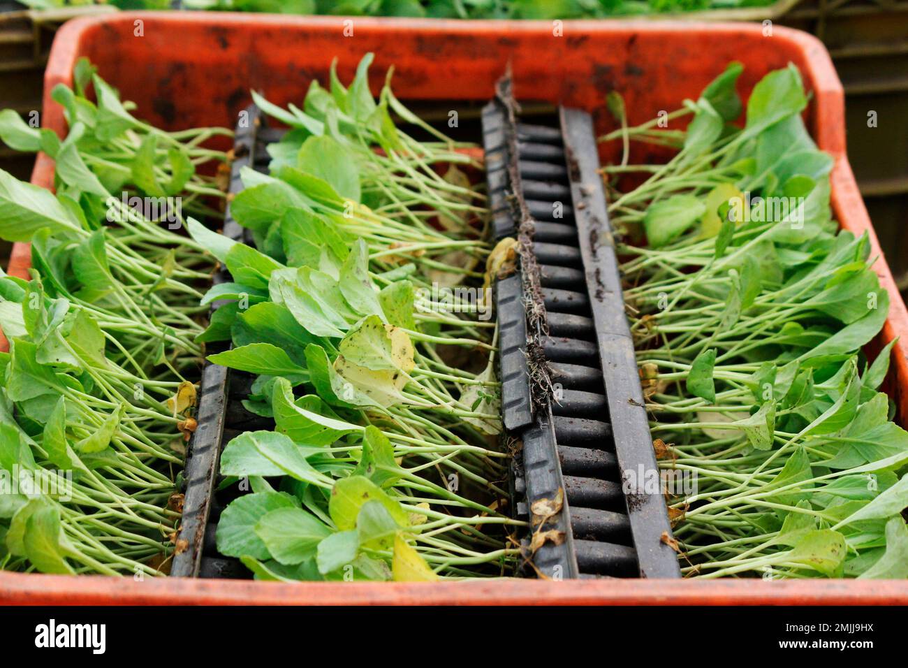 This June 19, 2019 photo shows a tray full of lettuce shoots at a farm ...