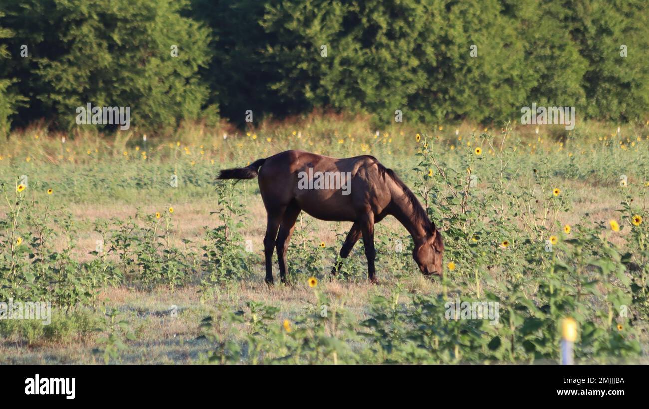 Fort sill artillery hi-res stock photography and images - Alamy