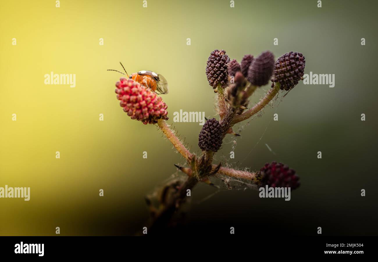 Leaf beetle, White-spotted Leaf Beetle on purple beautiful Mimosa ...