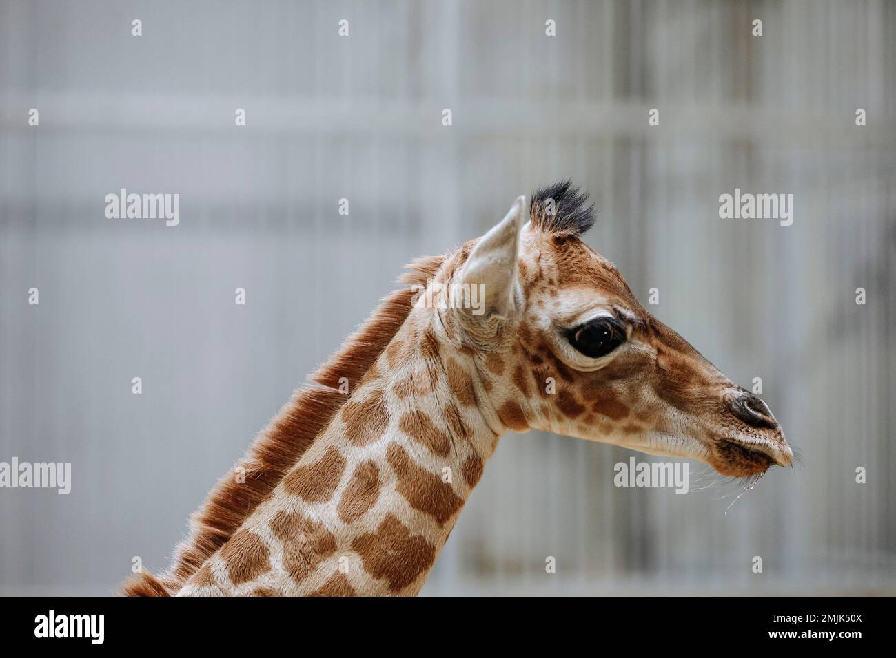 West African Giraffe Baby