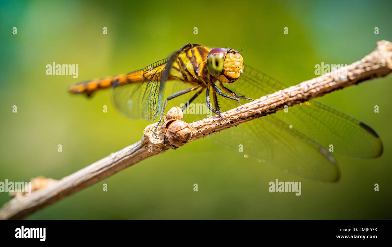 Beautiful of nature, A dragonfly on tree branch and nature blurred ...
