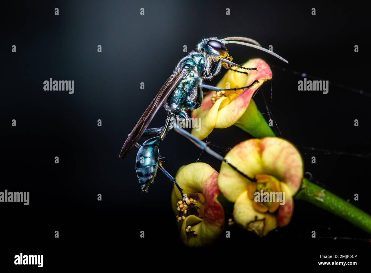 A Blue Mud Wasp (Chalybion californium) on Euphorbia milii flower and ...