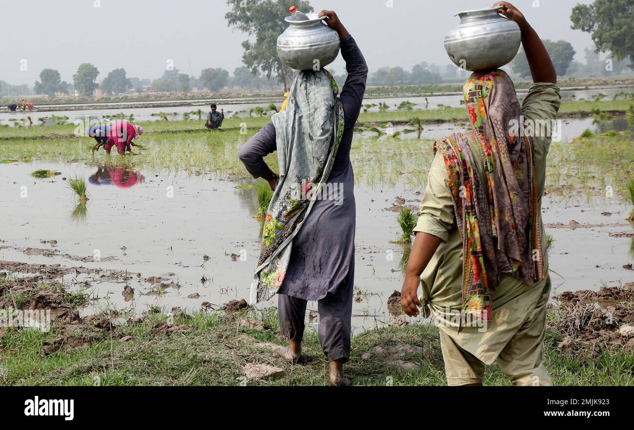 Pakistani villagers plant rice in a field in Lahore, Pakistan, on ...