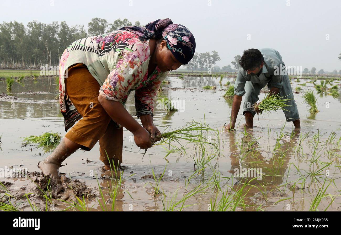 Pakistani villagers plant rice in a field in Lahore, Pakistan, on ...