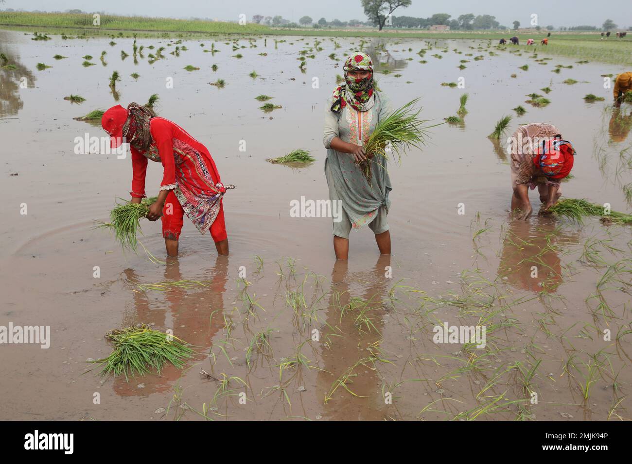 Pakistani villagers plant rice in a field in Lahore, Pakistan, on ...
