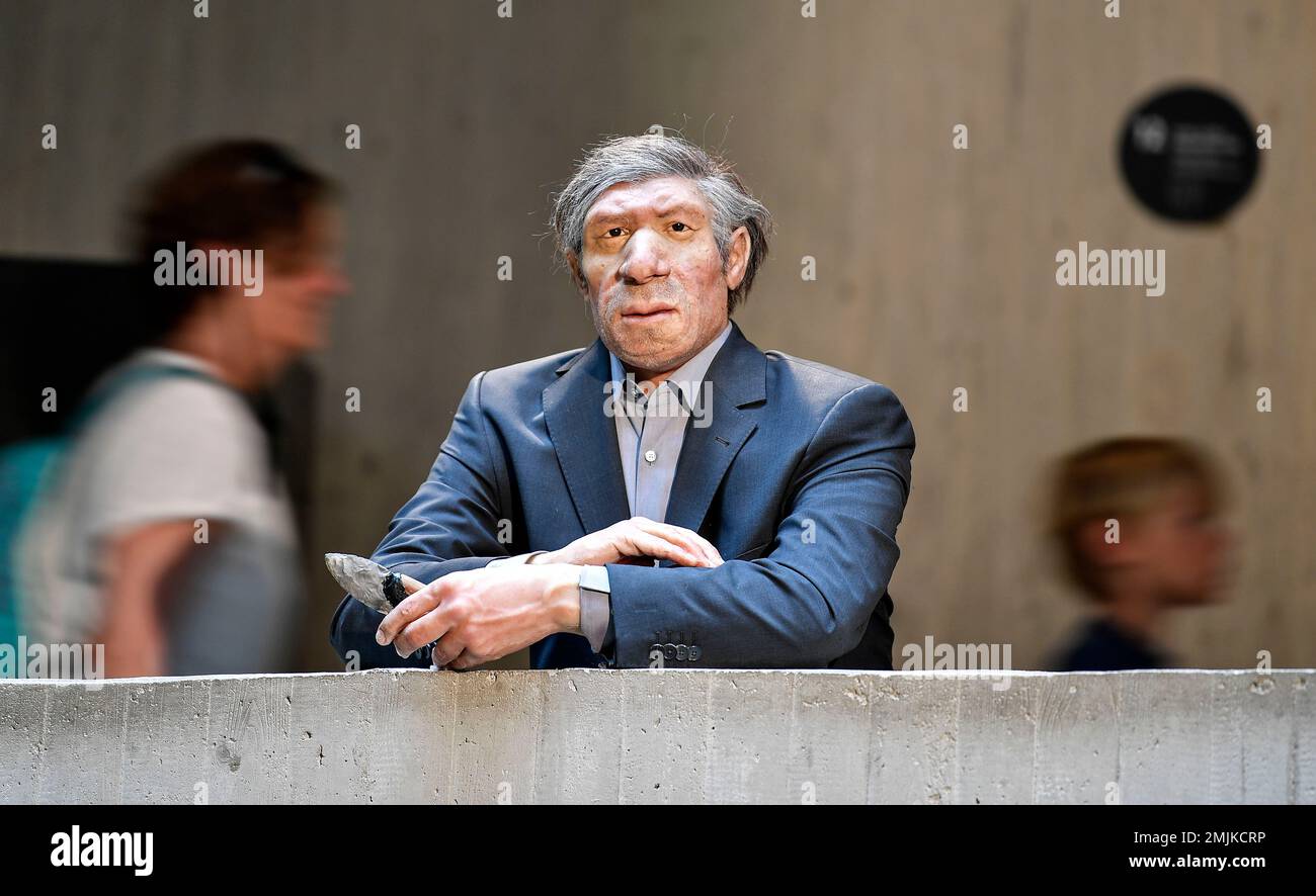 The reconstruction of a Homo neanderthalensis, who lived within Eurasia ...