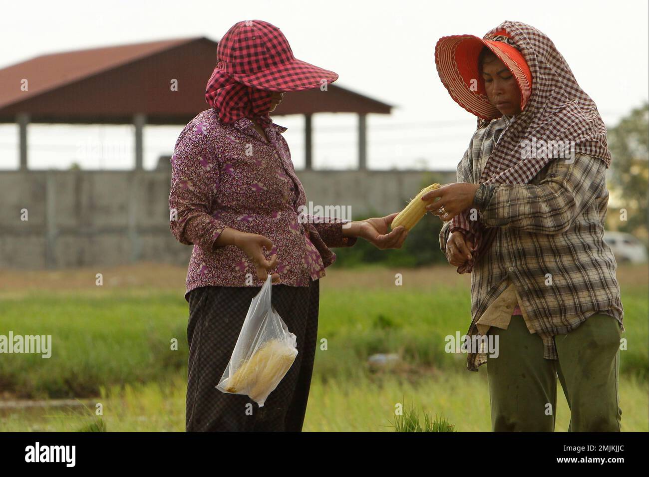 Cambodian local farmers share a cooked corn while they plant rice in a ...