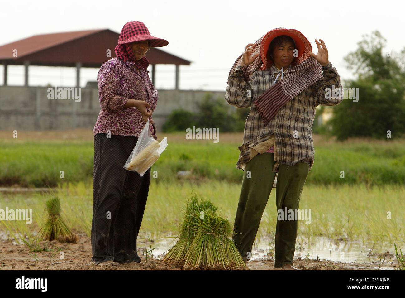 Cambodian local farmers plant rice in a farm field during the rainy ...