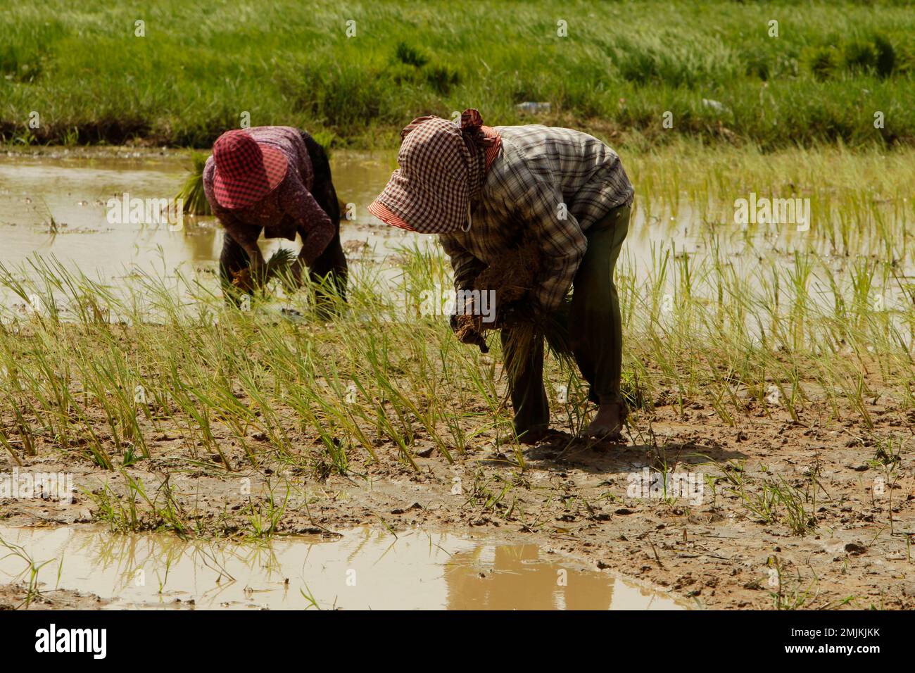 Local Cambodian farmers plant rice in a farm field during the rainy ...