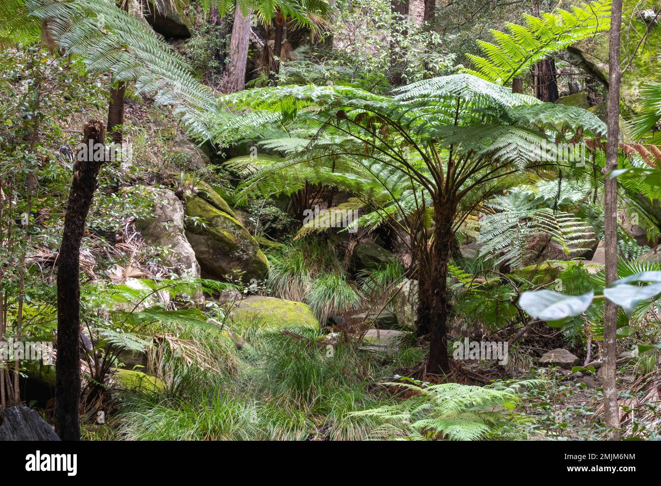 Cyathea cooperi (Australian Tree Fern) ... A fast-growing single ...