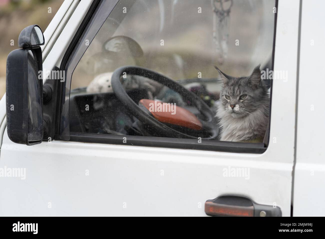 Cat sitting in car behind wheel and looking out window Stock Photo - Alamy