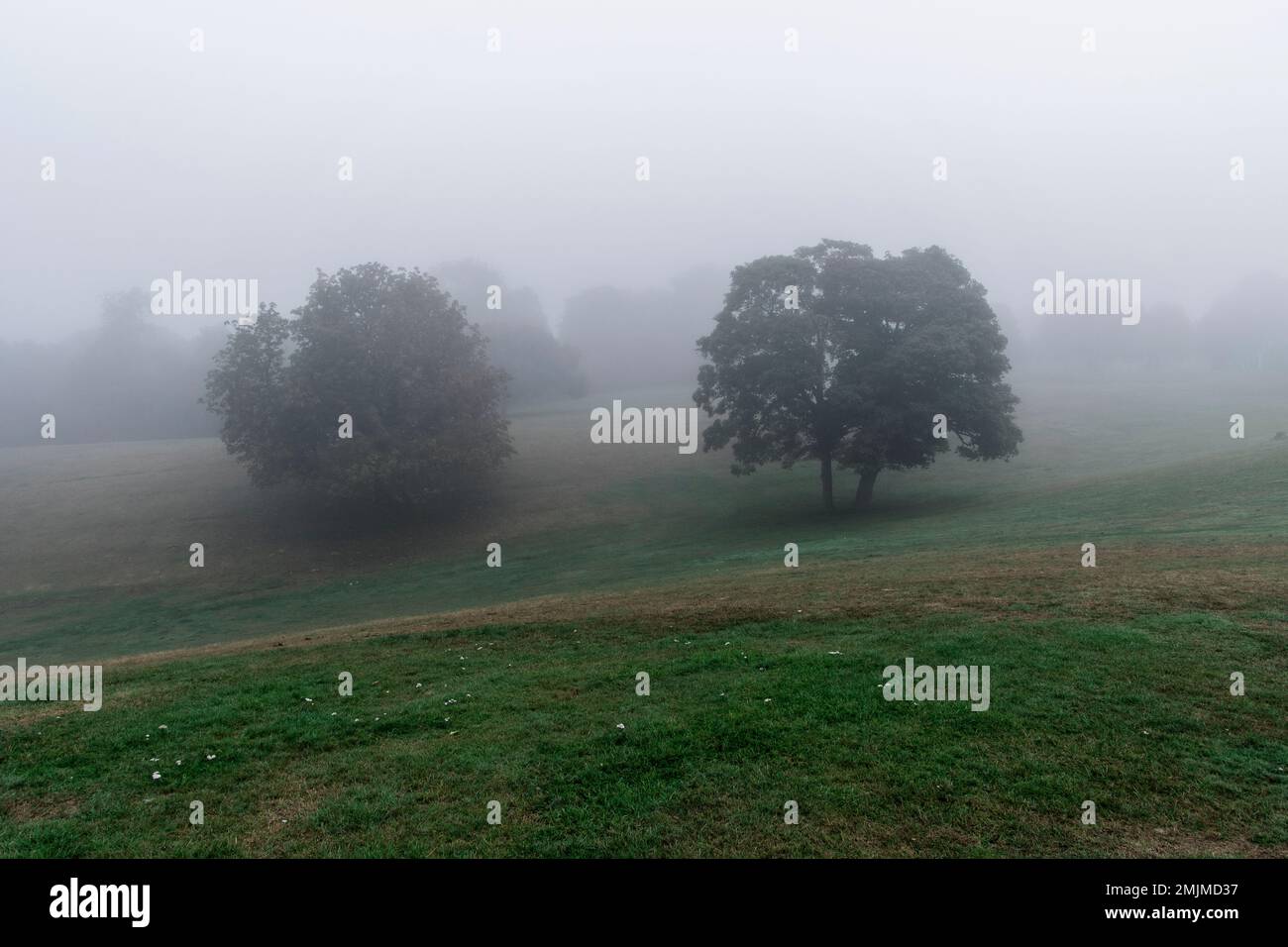 Trees in a local Park in the Fog Stock Photo - Alamy