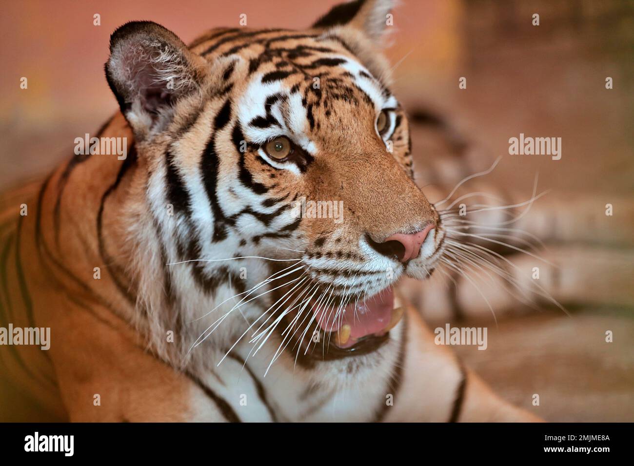 A 5-year-old Bengal tiger named Nouna sits on the ground at Baghdad Zoo ...