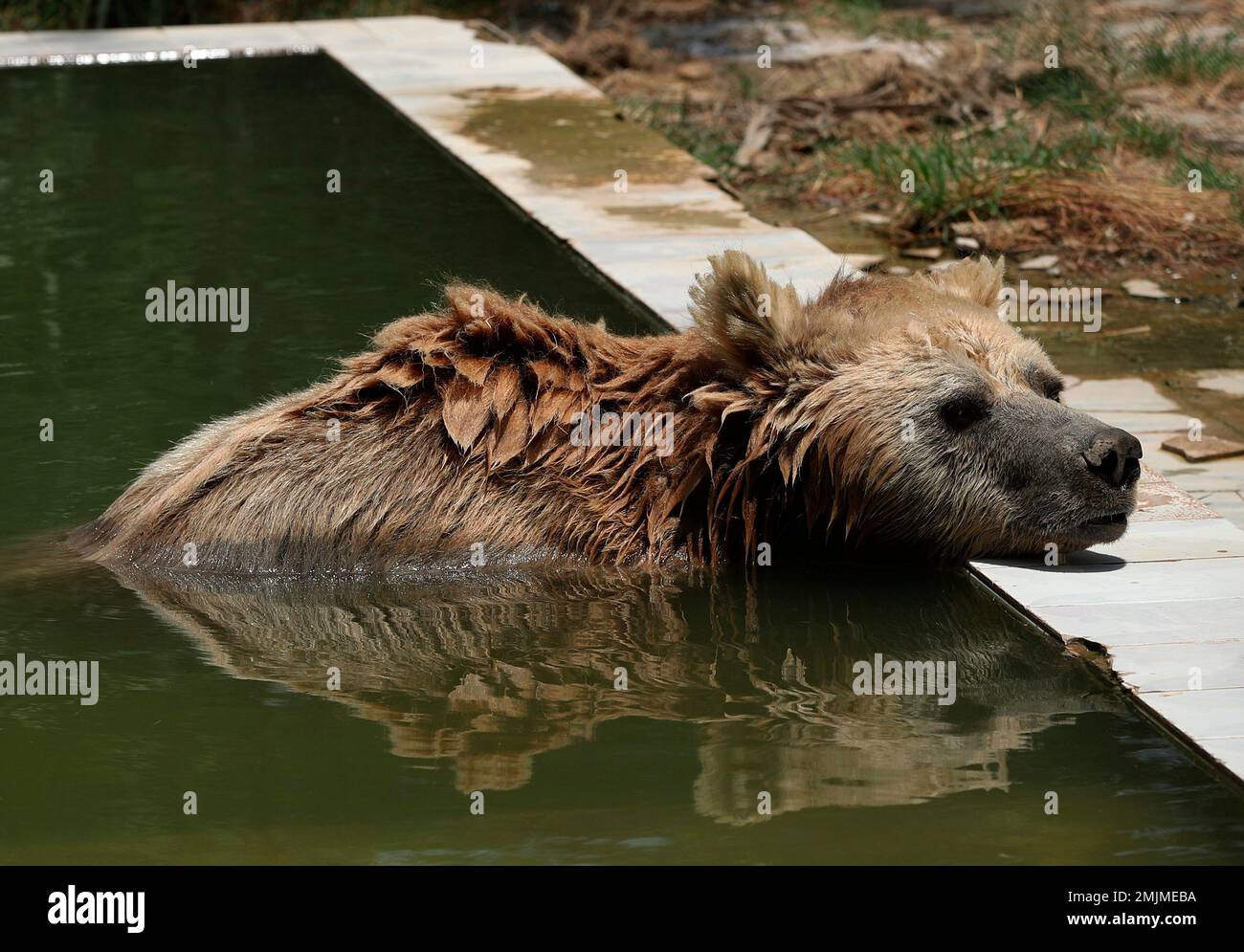 A brown bear takes a bath to cool down at Baghdad Zoo, Iraq, Wednesday ...