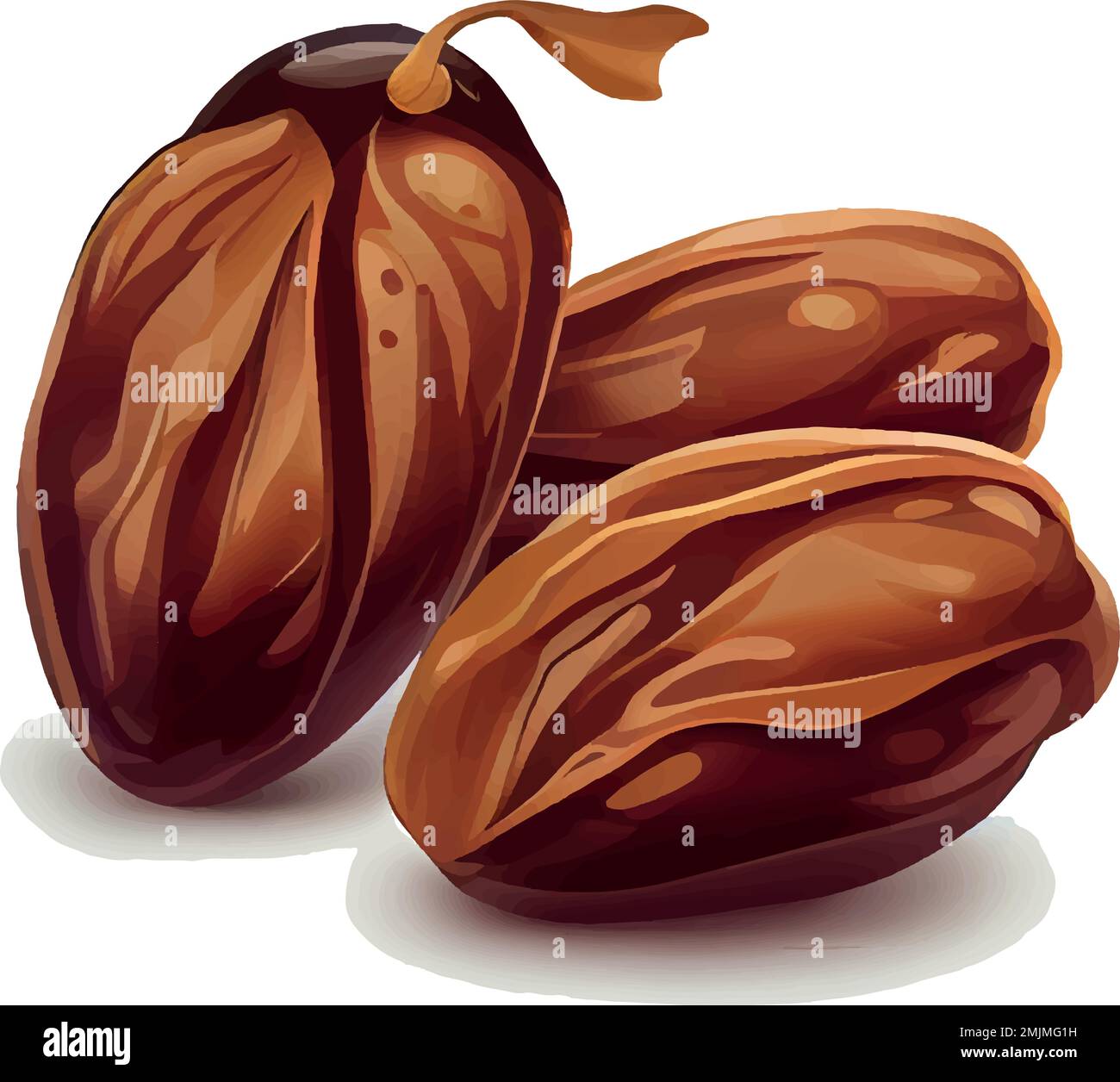 Ink drawn dates with leaves. Design with date palm leaves and ripe ...