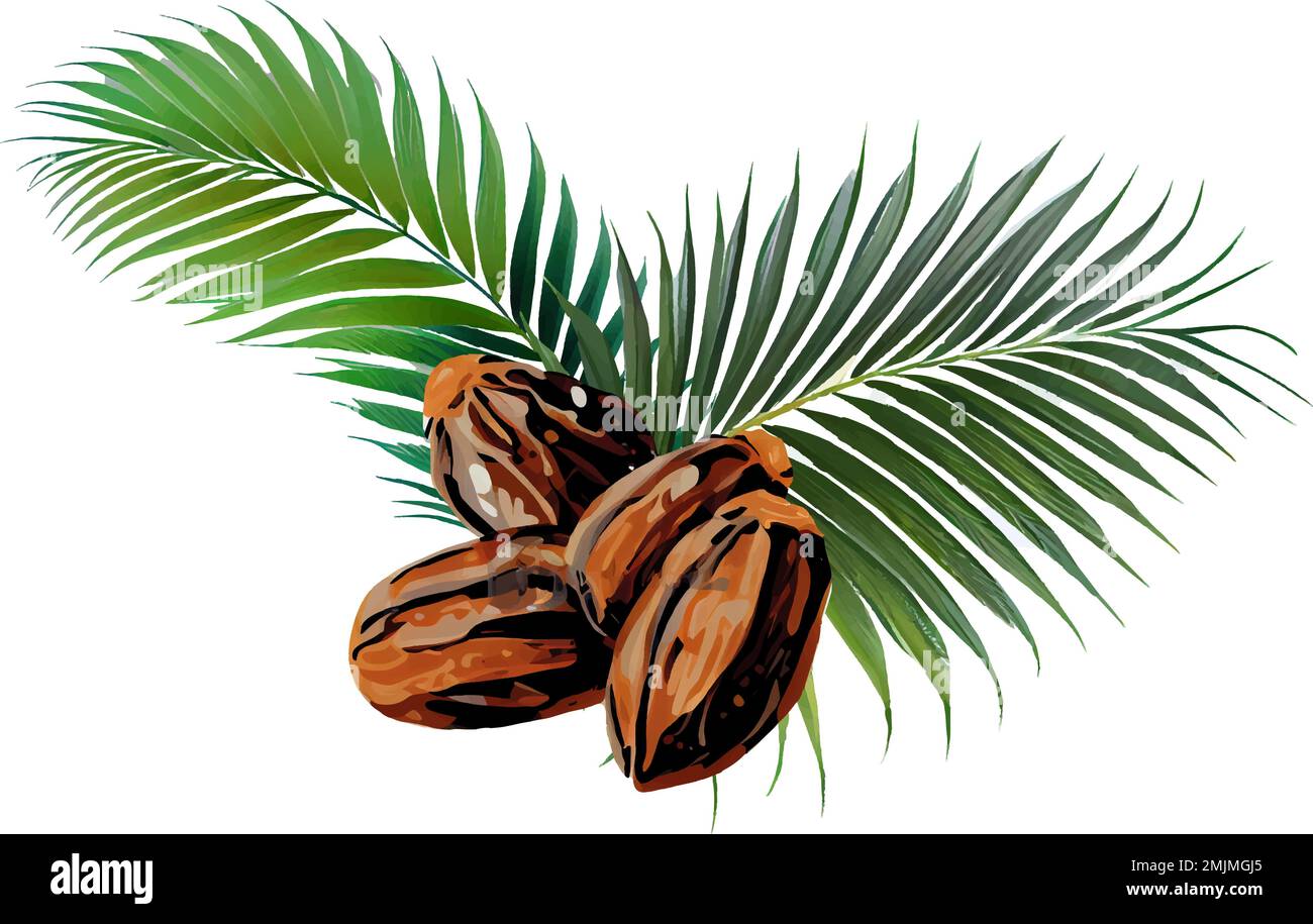 Ink drawn dates with leaves. Design with date palm leaves and ripe ...