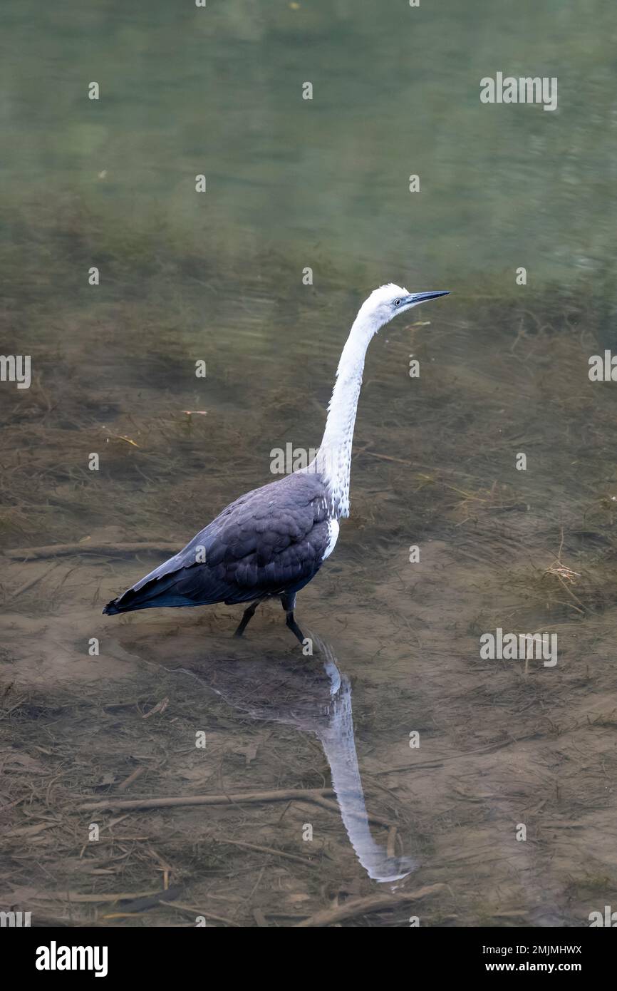 White-necked Heron or Pacific Heron (Ardea pacifica) looking for a meal ...